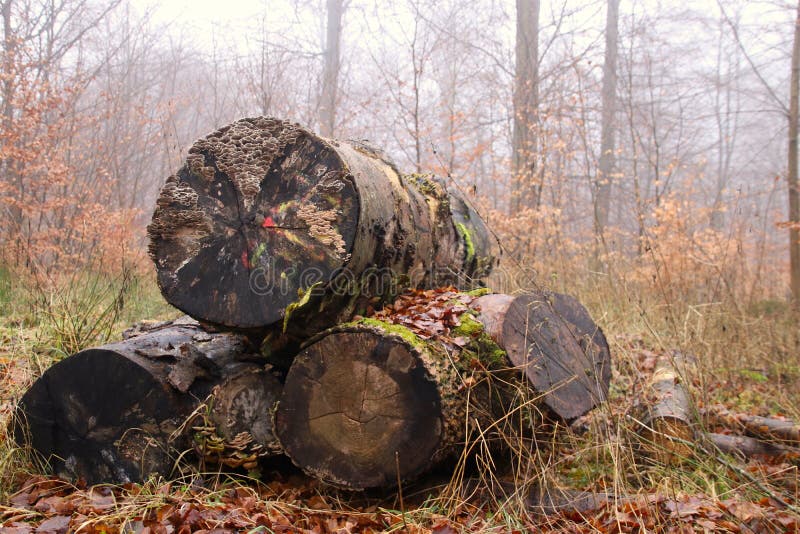Small Firewood Stack Large Tribes Stock Photos - Free & Royalty-Free ... Small Firewood Stack Large Tribes Stock Photos - Free & Royalty-Free ...