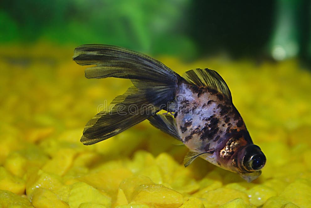 Small is fish stock photo. Image of reef, fins, salt, nature - 867856