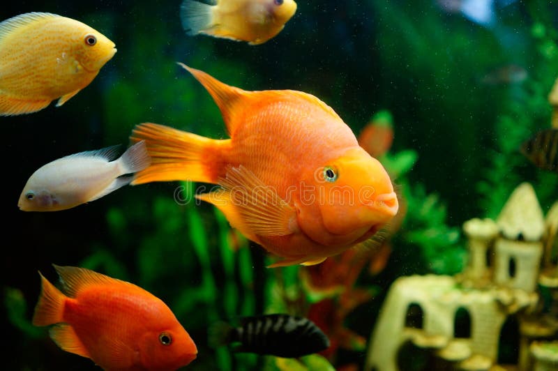 Animals in the Aquarium stock photo. Image of marine - 19975496