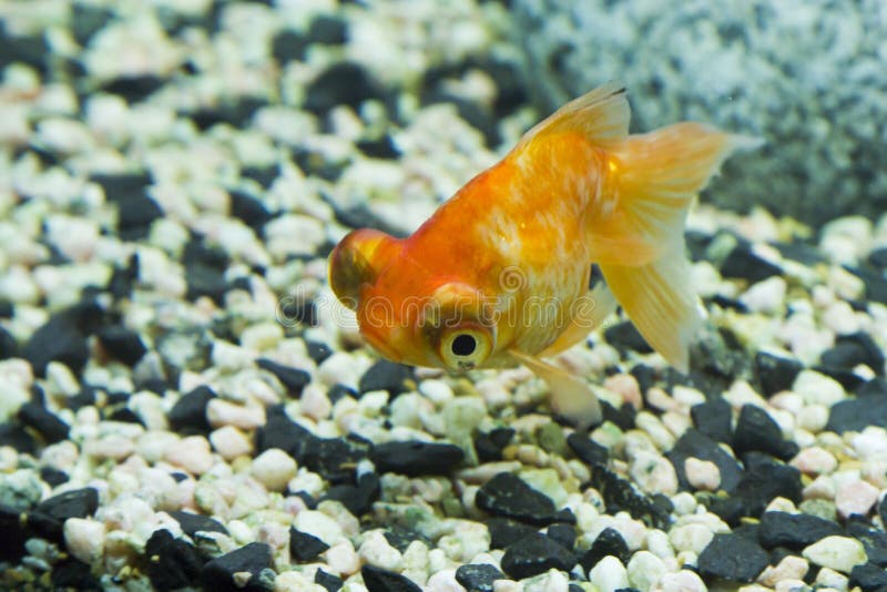 Small fish in an aquarium stock photo. Image of green - 79657338
