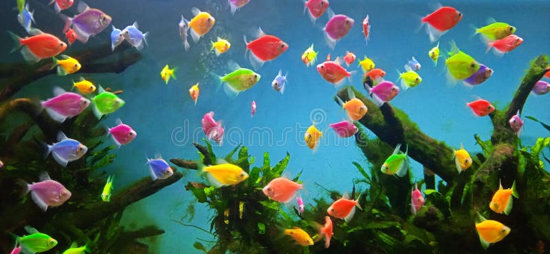 The Small ???? Fish in the Aquarium are Very Nice To See Stock Image ...