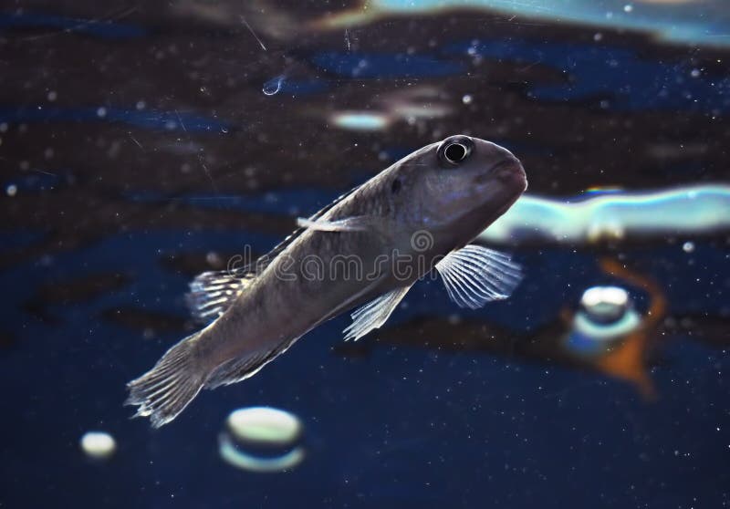 Small Fish in Aquarium View from Down Stock Image - Image of life ...