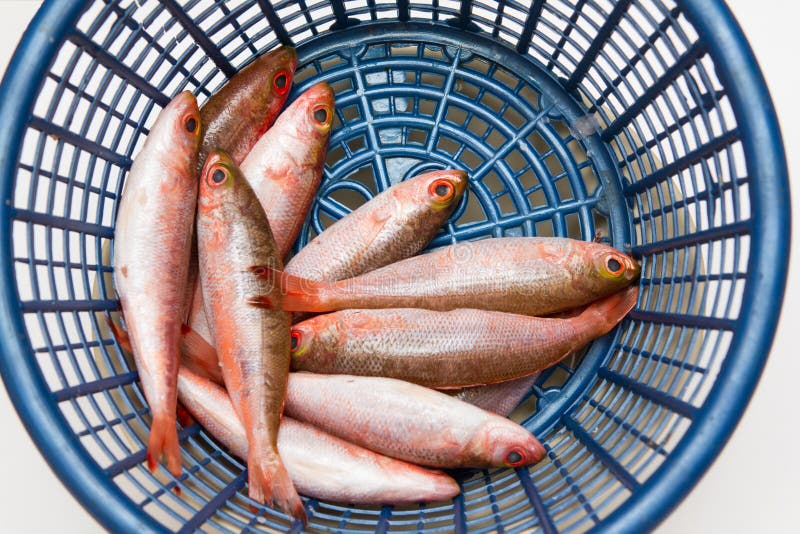 Small fish in the basket stock photo. Image of plastic - 58235066