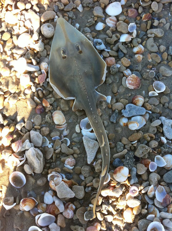 Small fish on the beach stock photo. Image of hides, sand - 41170466