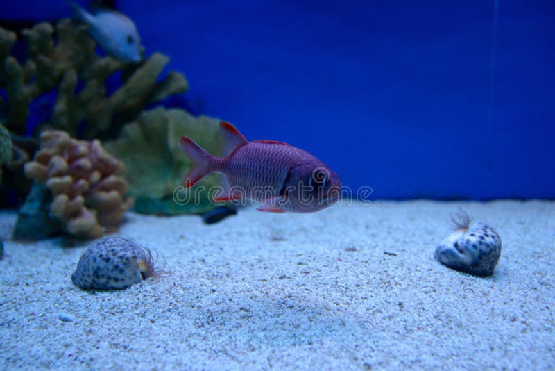 Small fish editorial stock image. Image of small, sand - 45014544