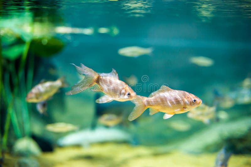 Small fish with a big tail stock image. Image of black - 80006195