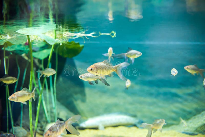 Small fish with a big tail stock image. Image of aquarium - 80006253