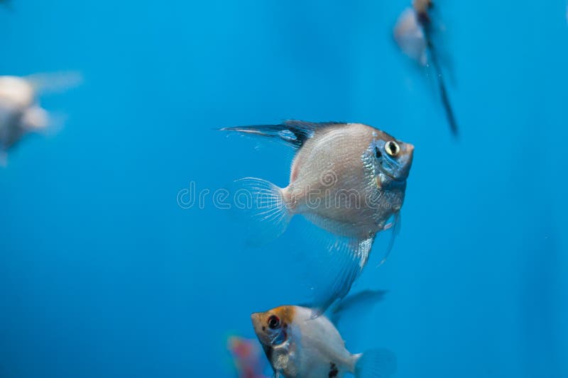 Small fish with a big tail stock photo. Image of nature - 80201232