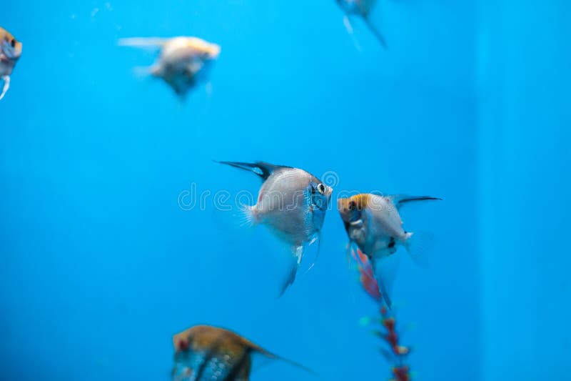 Small fish with a big tail stock image. Image of animal - 80202047