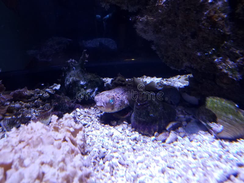 Small Fish with Blue Eyes in Water Stock Image - Image of eyes ...