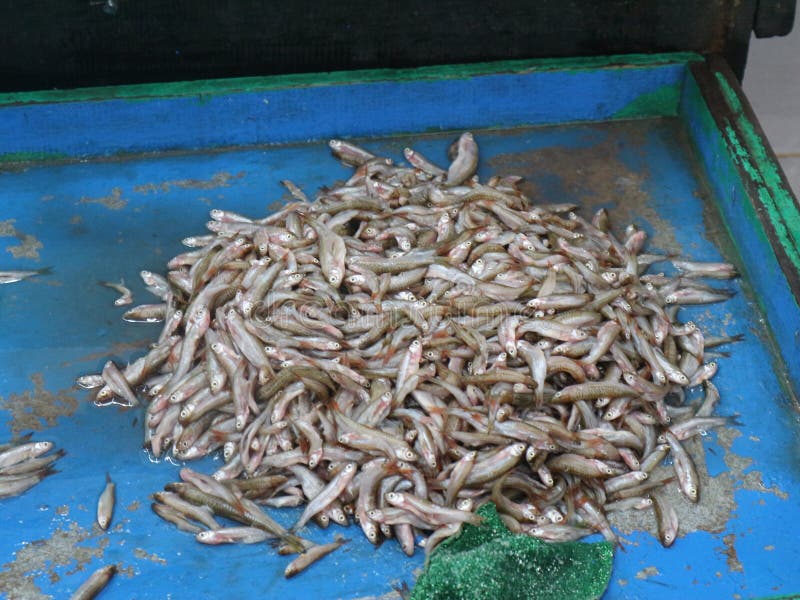 Small fish on blue rak. stock photo. Image of cuisine - 237691844