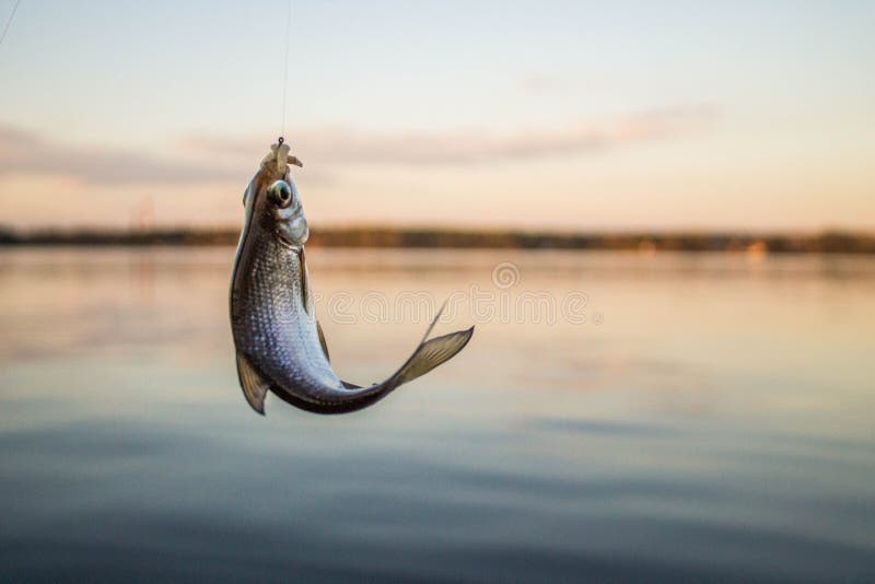 Small Fish Bream on the Hook Stock Photo - Image of lake, hook: 71161368