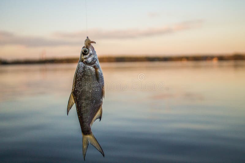 Small Fish Bream on the Hook Stock Photo - Image of hook, small: 71161372