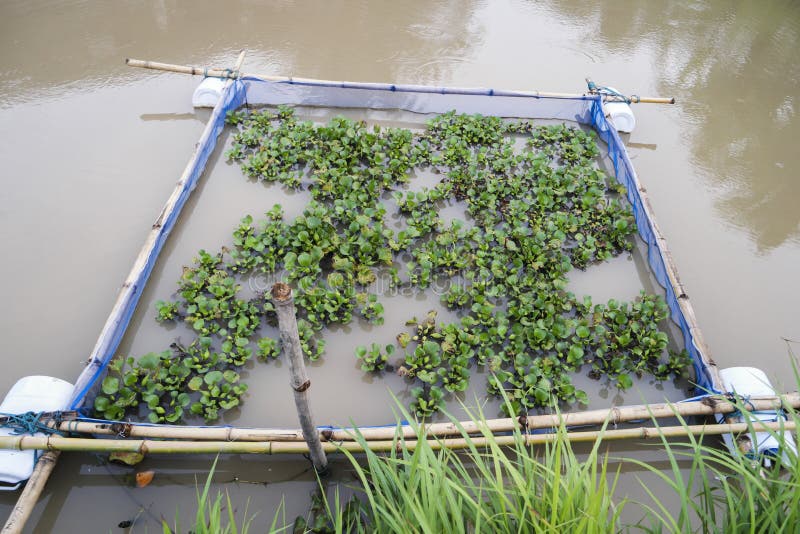 275 Small Fish Cage Stock Photos - Free & Royalty-Free Stock Photos ...