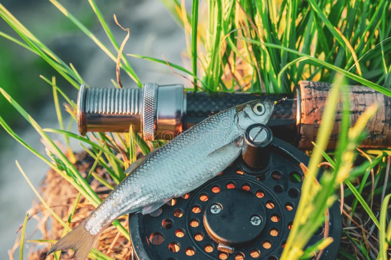 A Small Fish Caught Fly Fishing. Fly Fishing Stock Photo - Image of ...