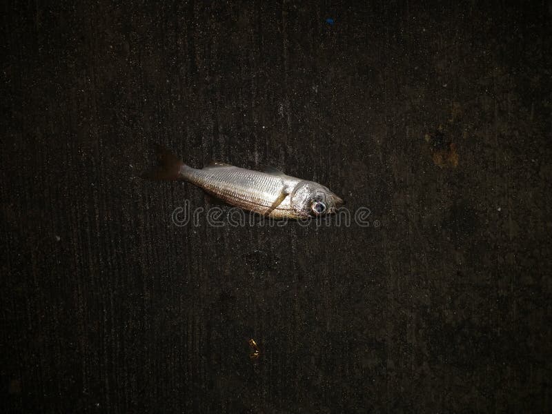 Little Fish stock image. Image of pier, fish, caught - 138909509