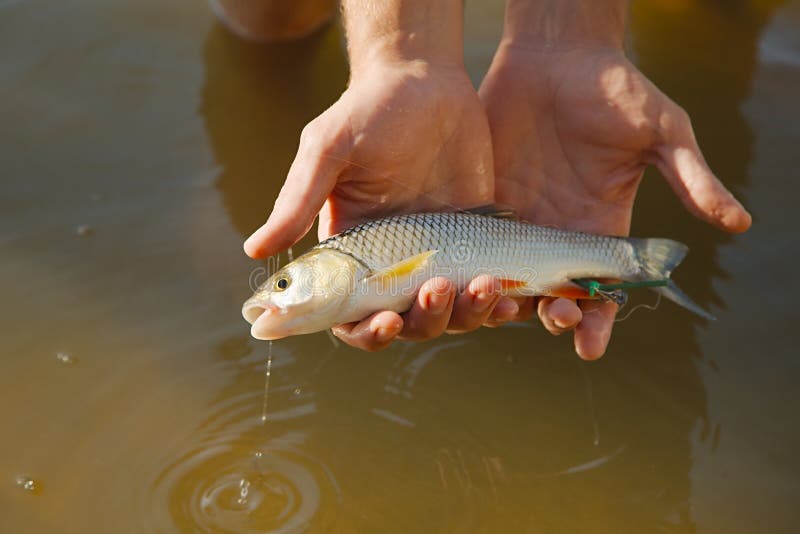 Small fish caught stock photo. Image of fishing, line - 71456158