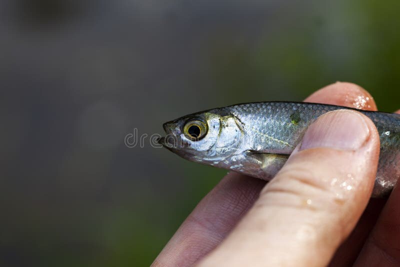 A Small Fish Caught in the River Stock Photo - Image of europe, small ...
