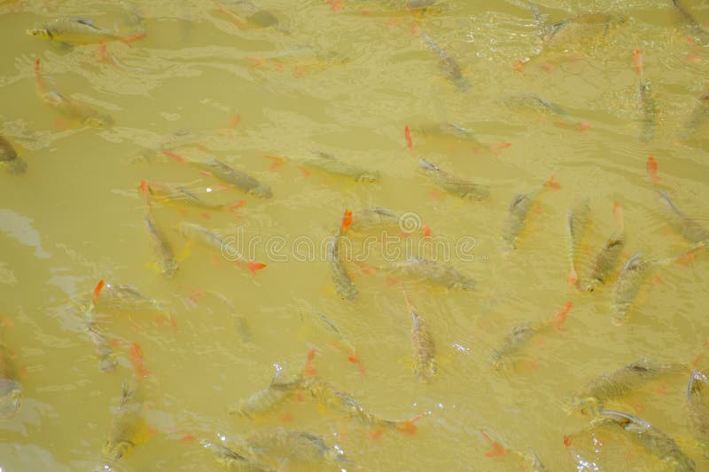 Small Fish in the Clear Lake of National Park Stock Image - Image of ...