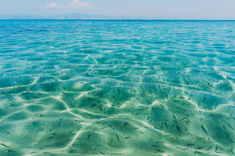 Small fish in clear waters stock image. Image of fish - 64826659