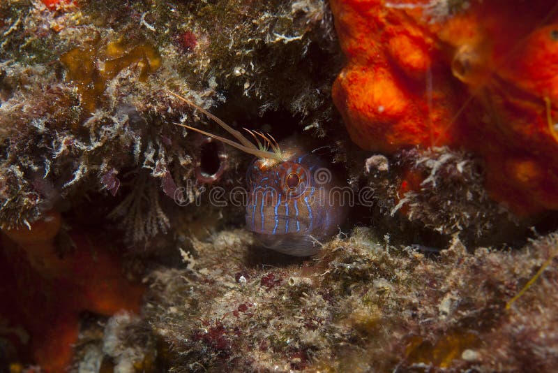 A Small Fish Comes Out on the Rock Stock Photo - Image of fish ...