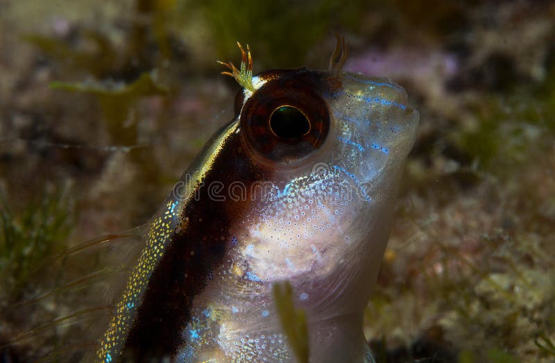 A Small Fish Comes Out on the Rock Stock Photo - Image of close, life ...