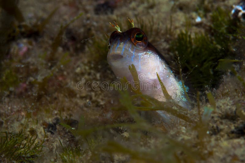 A Small Fish Comes Out on the Rock Stock Image - Image of color ...
