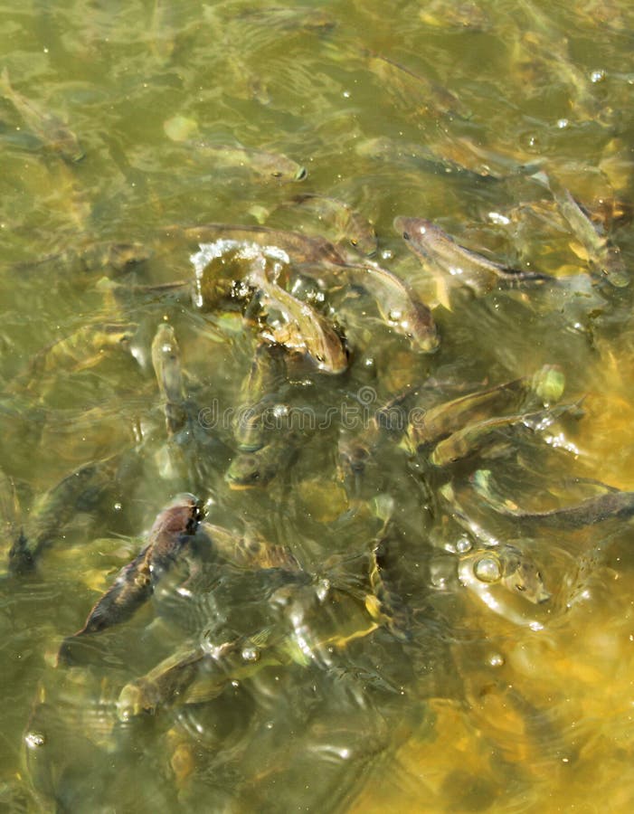 Small fish crowd in a pool stock photo. Image of summer - 97068426