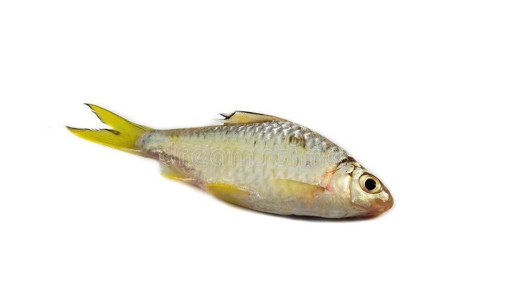 Small fish - Cyprinidae stock image. Image of small, white - 54974265