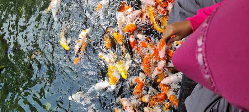 Small Fish feeding stock photo. Image of invertebrate - 263722536