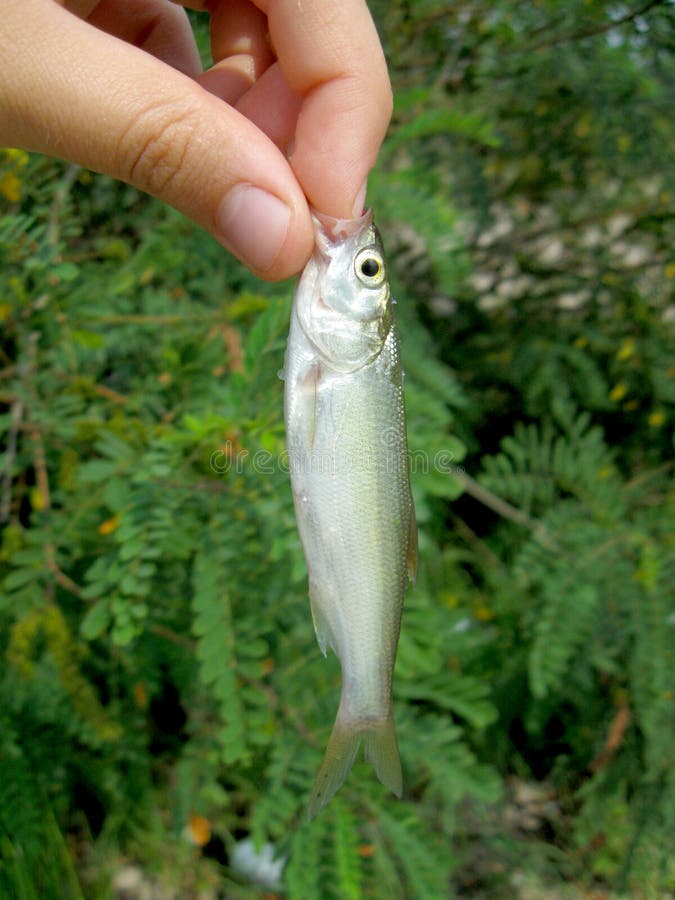 Small fish on finger stock photo. Image of seafood, outdoors - 28816502