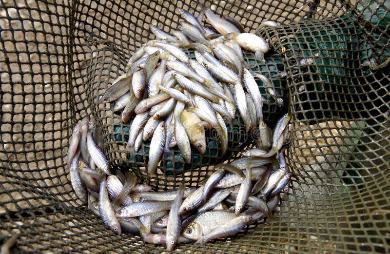 Small Fish in a Fishing Net Stock Photo - Image of small, background ...