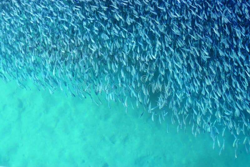 Small Fish Flock Top View Above Water Surface Stock Image - Image of ...
