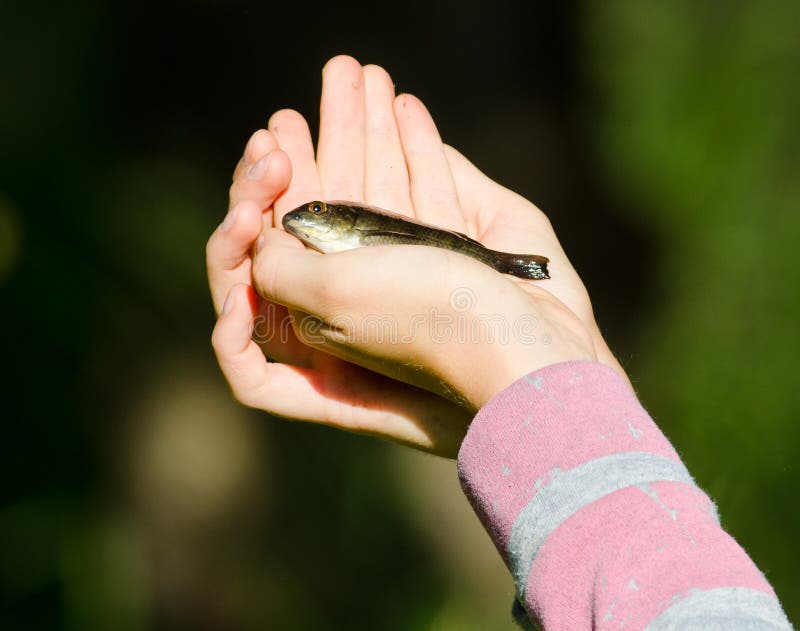 Small fish in girls hands stock image. Image of blue - 34521425