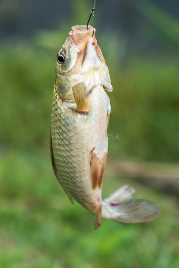 Small Fish on a Hook, Successful Fishing Stock Photo - Image of nature ...