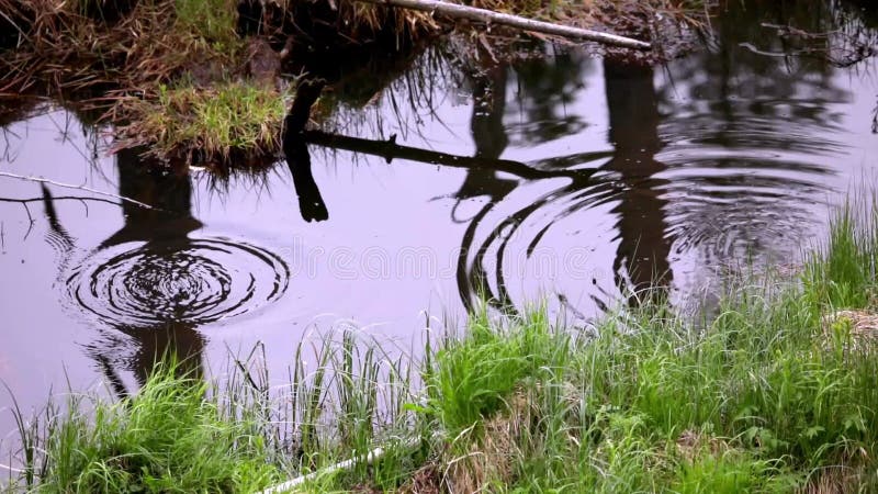 Small Fish Jumping in Forest Pond Stock Footage - Video of river ...