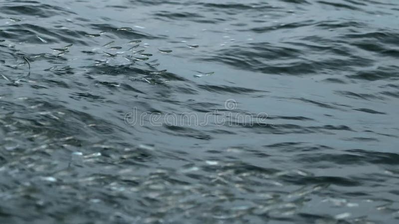 Fish Jumping on the Surface of a Pond in a Tropical Forest Stock Video ...