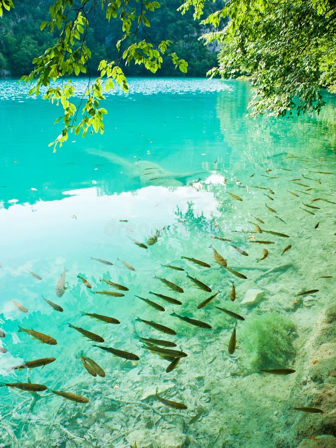 Small Fish in Lake Plitvice, Croatia Stock Image - Image of reflection ...