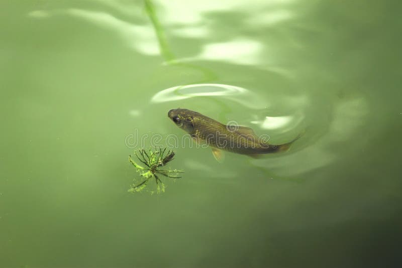 Small Fish in Lake. Fish in Water Stock Photo - Image of color, pattern ...