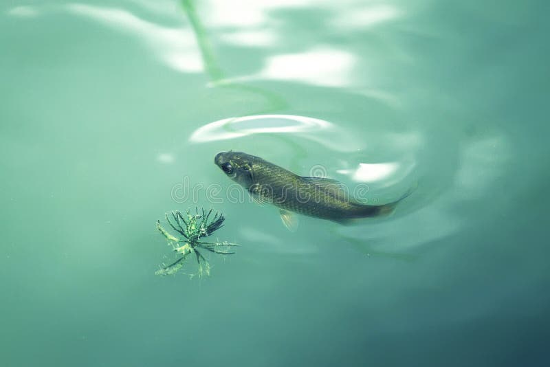 Small Fish in Lake. Fish in Water Stock Image - Image of fresh, little ...