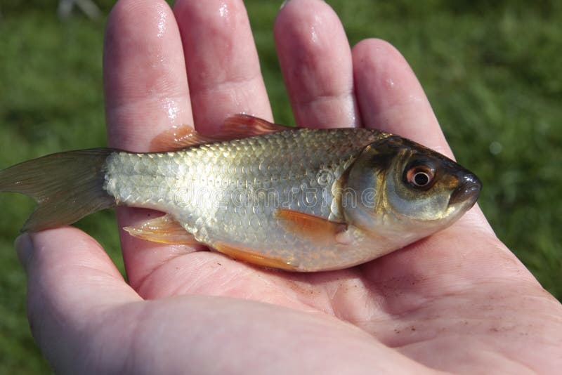 Small fish in man s hand stock photo. Image of handle - 5573958