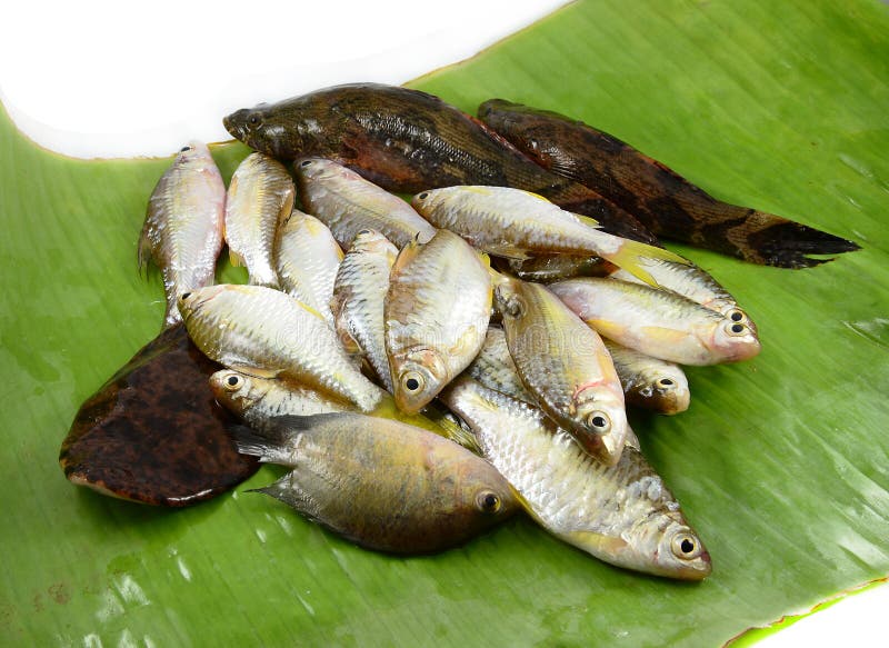 Small fish - Cyprinidae stock image. Image of small, white - 54974265