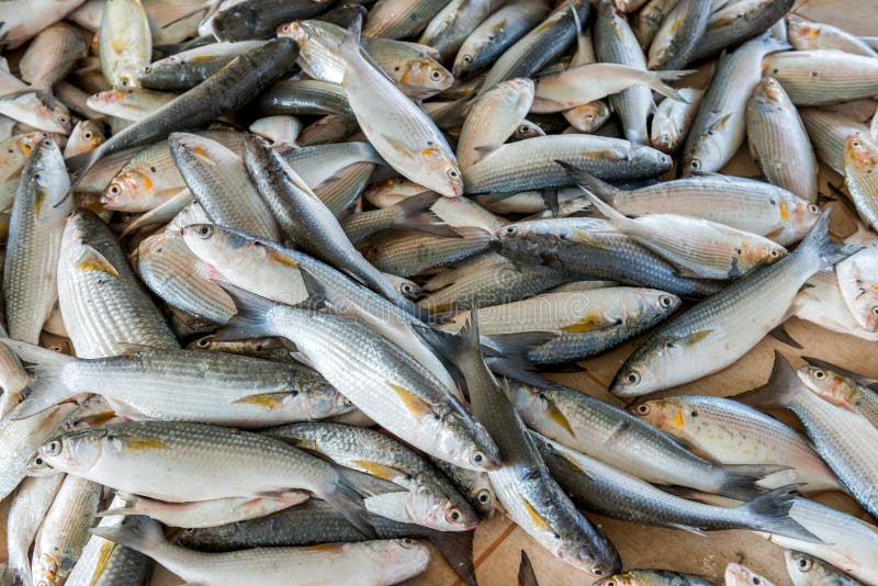 Small fish stock photo. Image of healthy, animal, tasty - 95628118