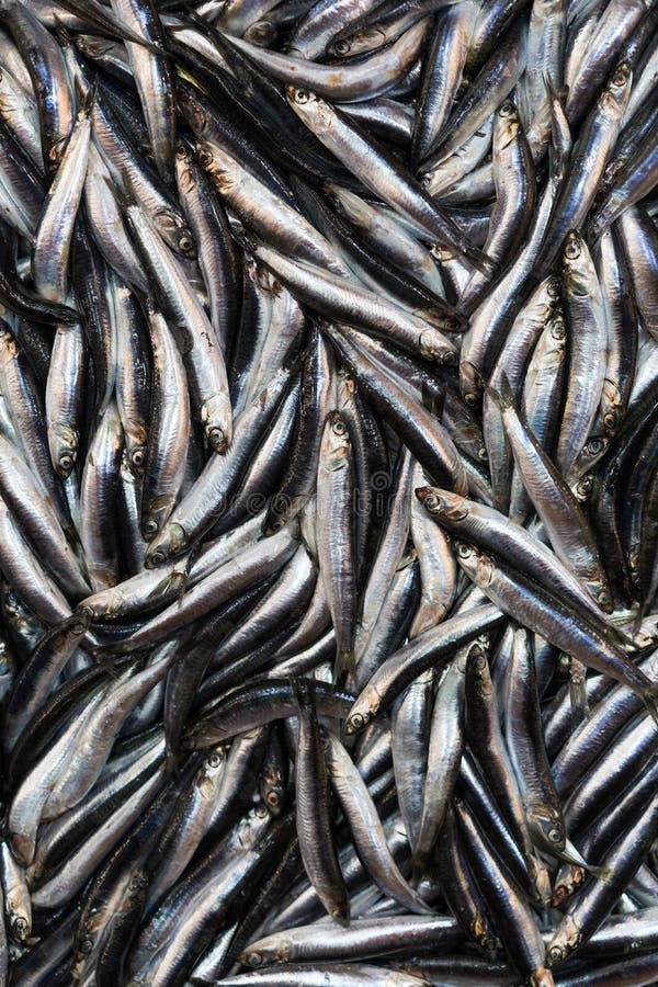 Small fish stock image. Image of black, health, striped - 46247745