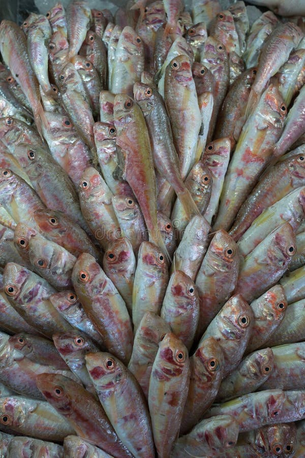 Small fish stock image. Image of animals, dead, omega - 47461829