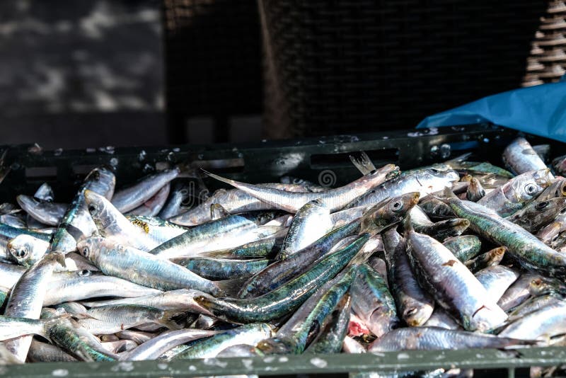 Small fish on the market stock image. Image of natural - 198161227