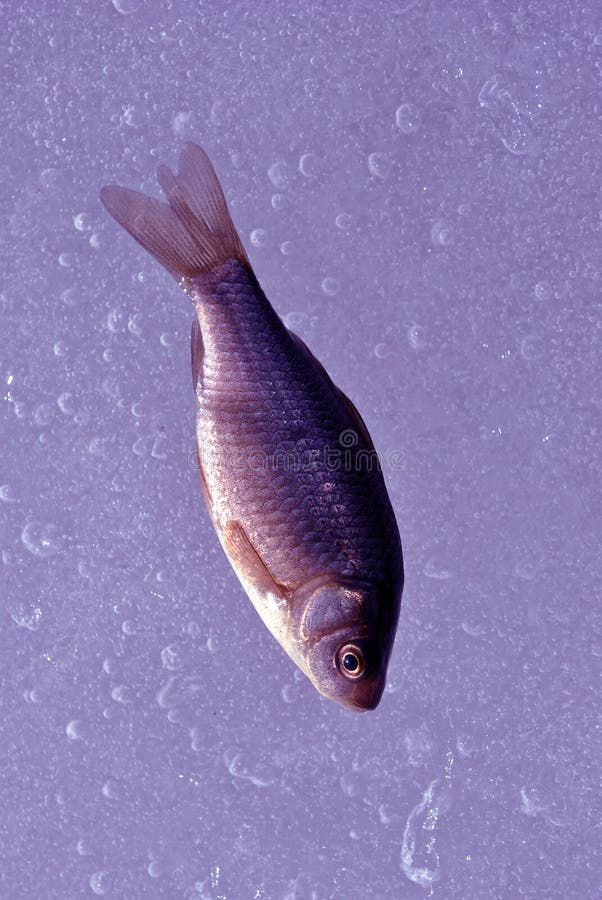 Small Fish on Melting Ice of the Pond, Bubbles Water Texture, Close Up ...