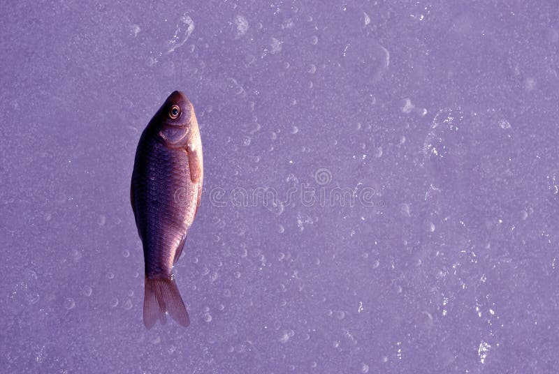 Small Fish on Melting Ice of the Pond, Bubbles Water Texture Stock ...