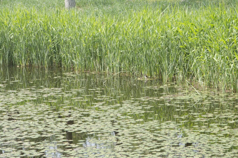 Small fish model stock image. Image of shape, small - 115575289