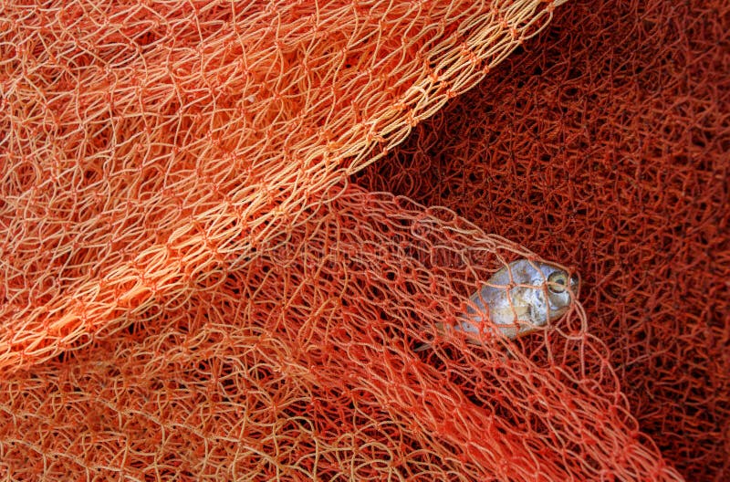 Small fish in the Net stock photo. Image of fresh, orange - 223356266